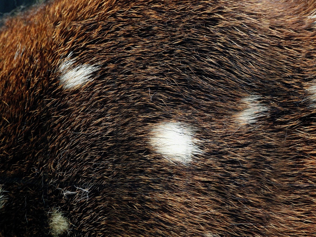 Tiger Quoll Fur Spotted - Free photo on Pixabay - Pixabay