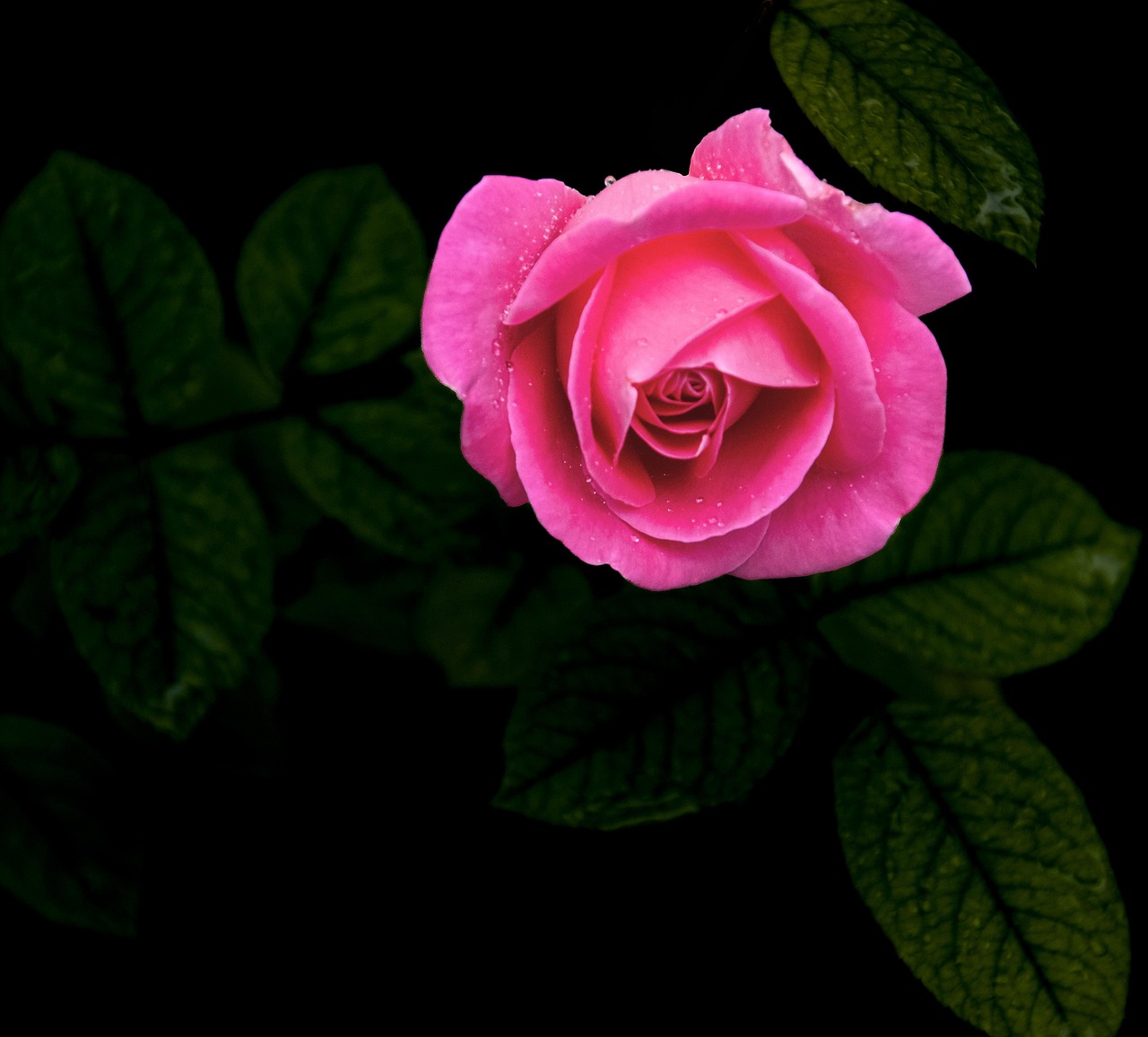 Rose Fleur Bloom - Photo gratuite sur Pixabay - Pixabay