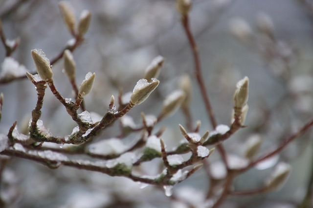 Winter Nature Magnolia - Free photo on Pixabay - Pixabay