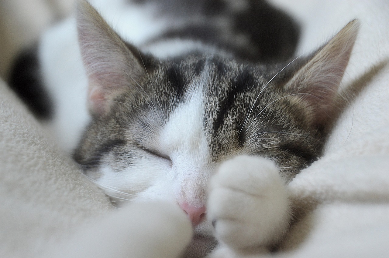 Gato Felino Domesticado - Foto gratis en Pixabay - Pixabay