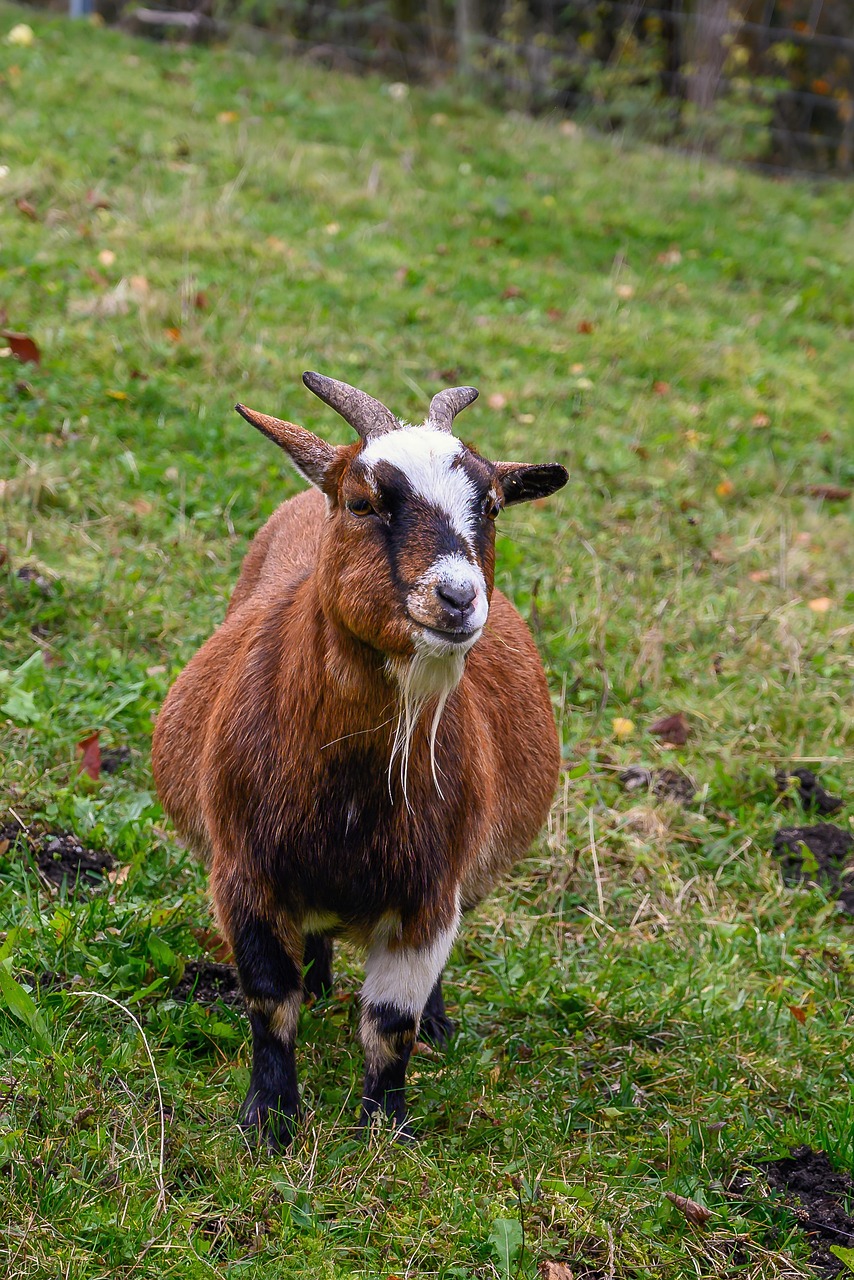 10,000+ Free Goat With Beard & Goat Images - Pixabay