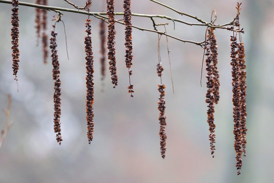Caucasian Wingnuts - Free photo on Pixabay