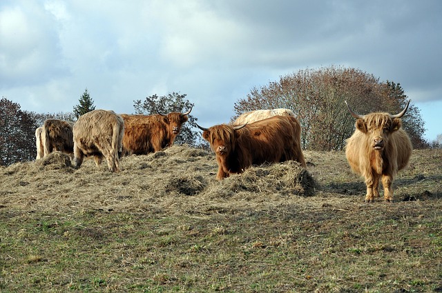 Cattle Cows Horns - Free photo on Pixabay