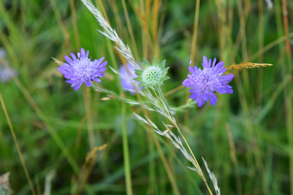 Lilane Blumen Blütenknospe Knautia - Kostenloses Foto auf Pixabay