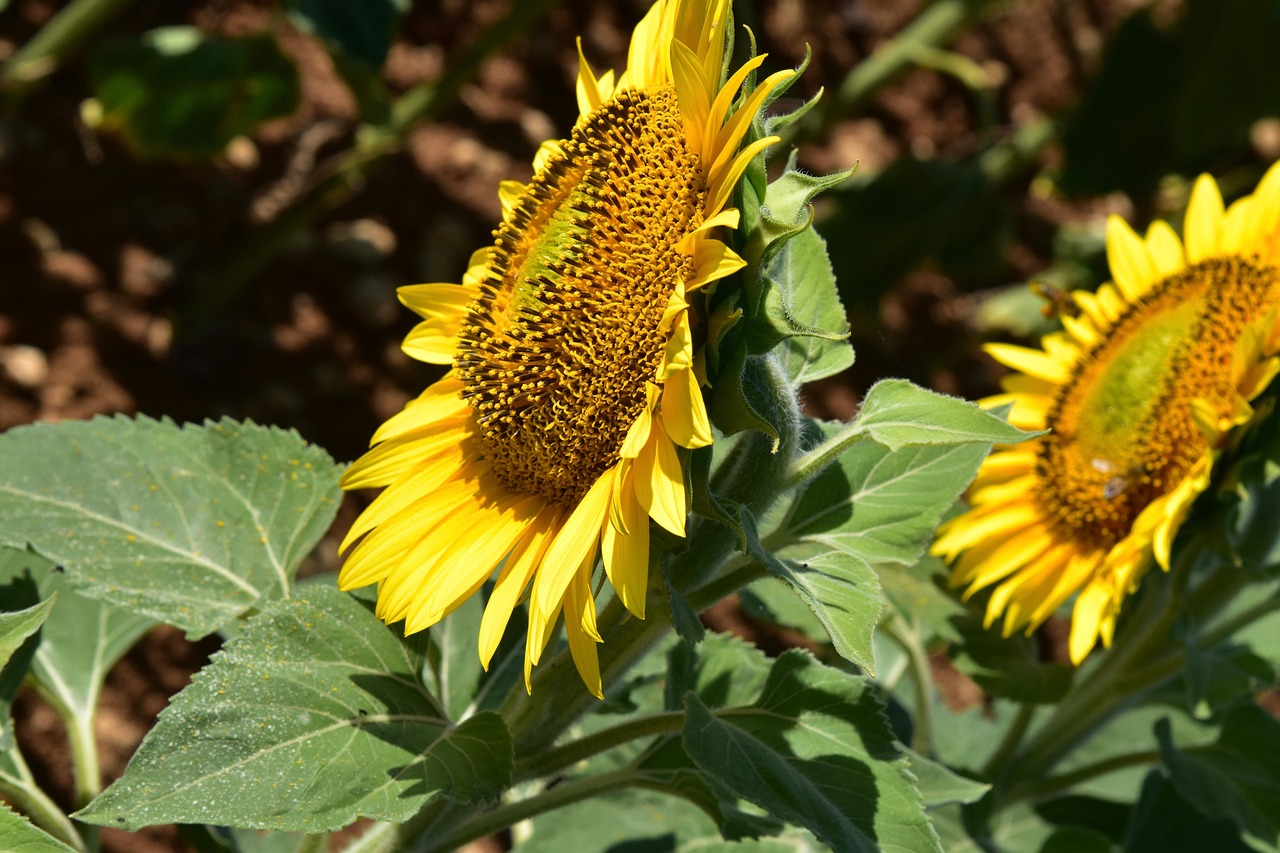 Giant Primrose Sunflower