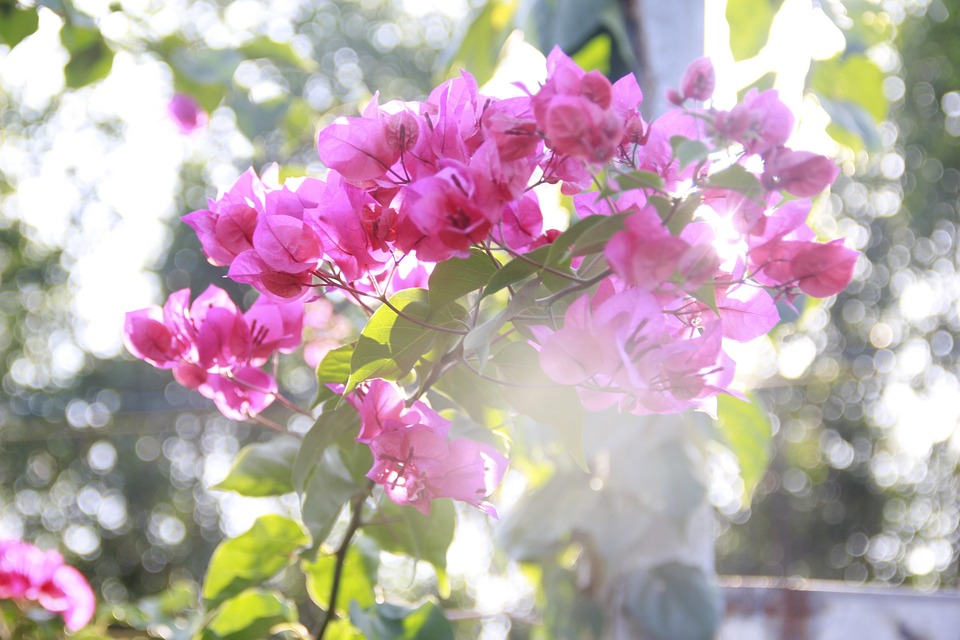 Bougainvillea Paper Flower Free Photo On Pixabay Pixabay
