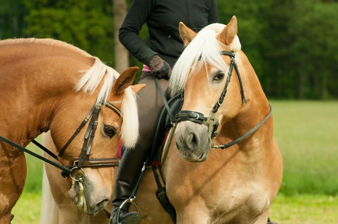Horses Equine Equestrian - Free photo on Pixabay