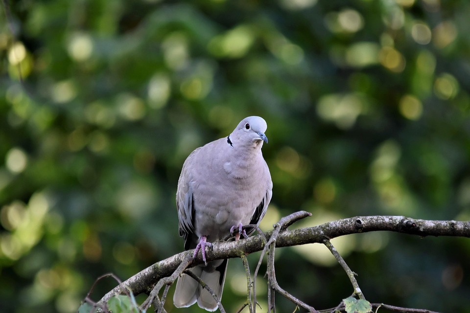Oiseau Colombe Pigeon De Dinde - Photo gratuite sur Pixabay