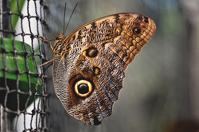 Papillon Banane Insecte - Photo gratuite sur Pixabay