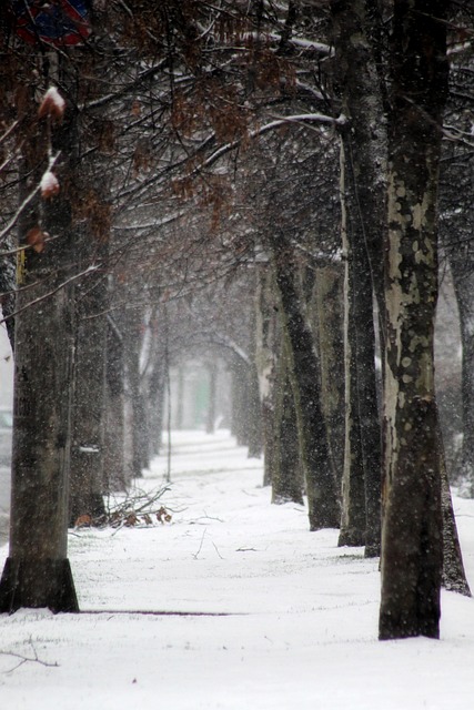 Puita Polku Tie - Ilmainen valokuva Pixabayssa - Pixabay