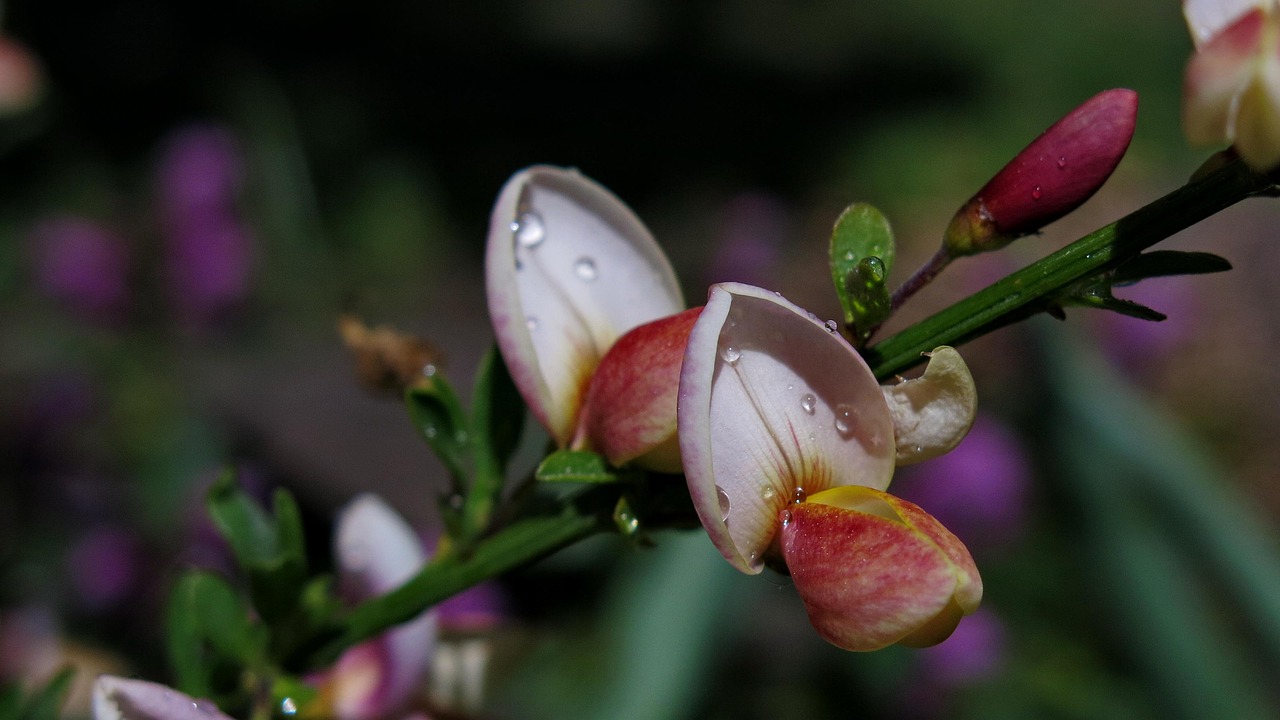 Broom Shrub Spring - Free photo on Pixabay