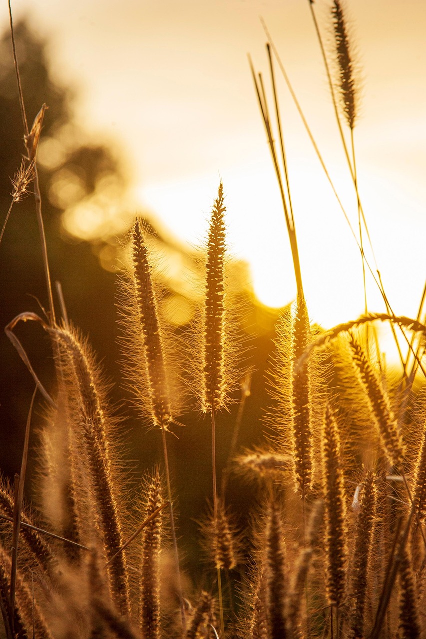 Gras Zonsondergang Rieten - Gratis foto op Pixabay - Pixabay