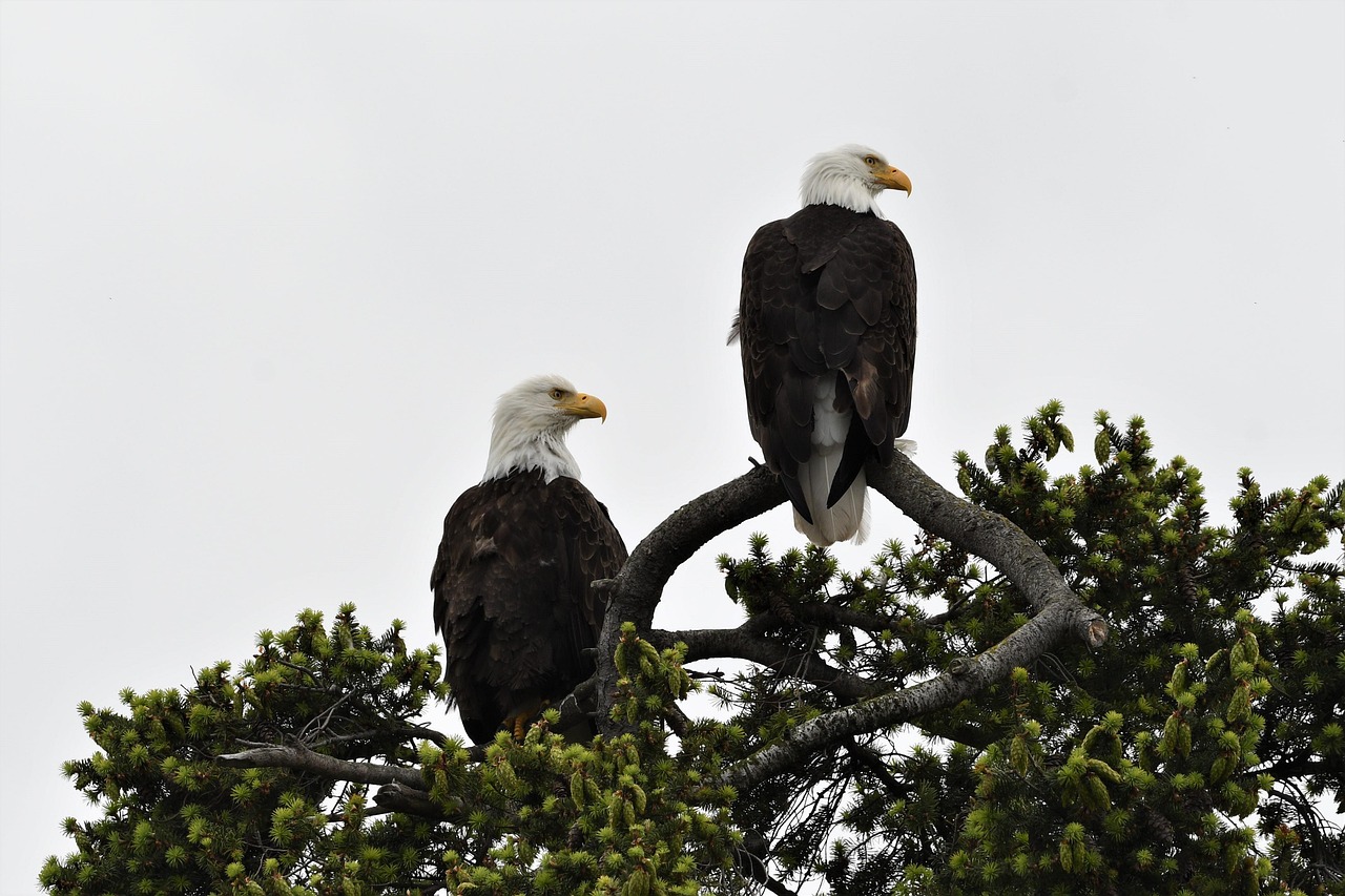 Bird White Bald Eagles Wing - Free photo on Pixabay - Pixabay