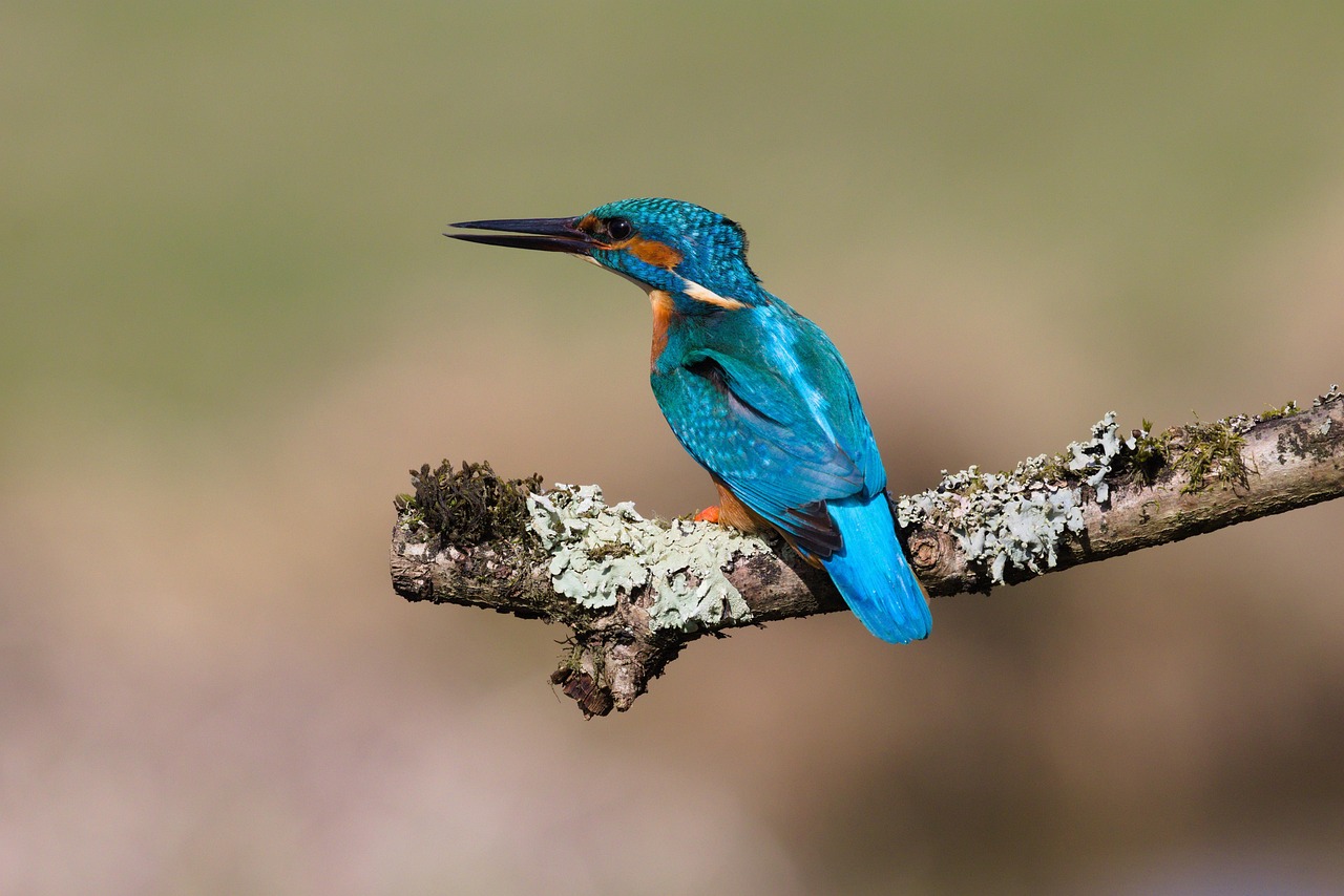 Kingfisher Common - Free photo on Pixabay - Pixabay