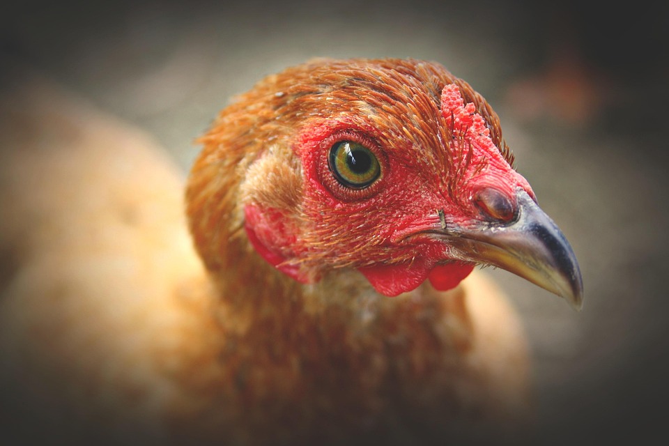 Hen Chicken Poultry - Free photo on Pixabay