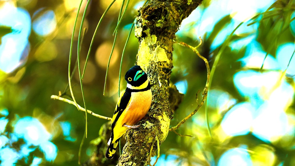 Psarocolius Montezuma Bird Animal - Free photo on Pixabay