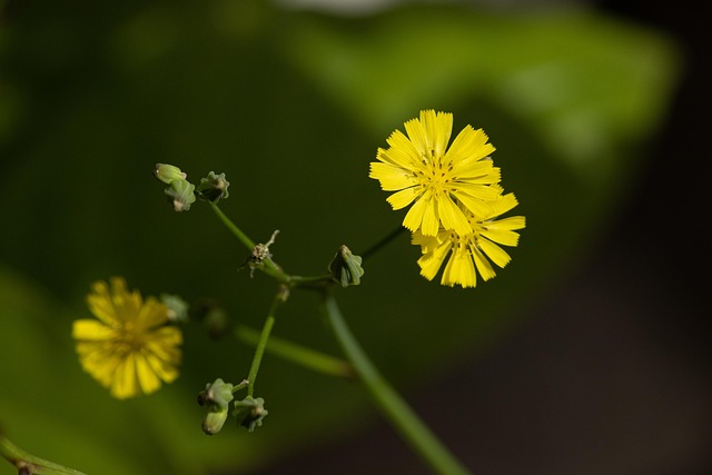 Fleurs Jaunes Jardin - Photo gratuite sur Pixabay
