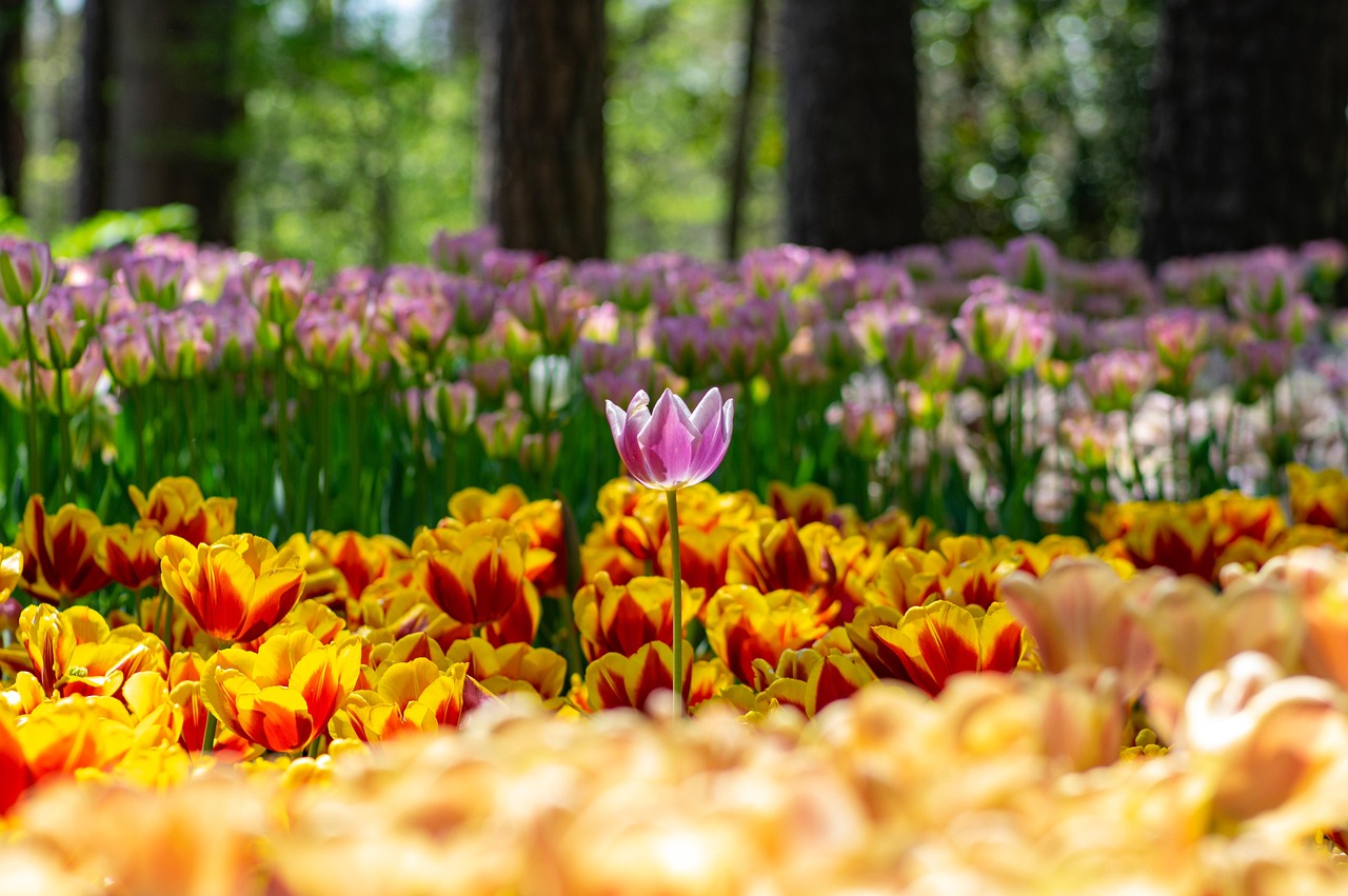 Tulipaner Blomster Forår - Gratis foto på Pixabay - Pixabay