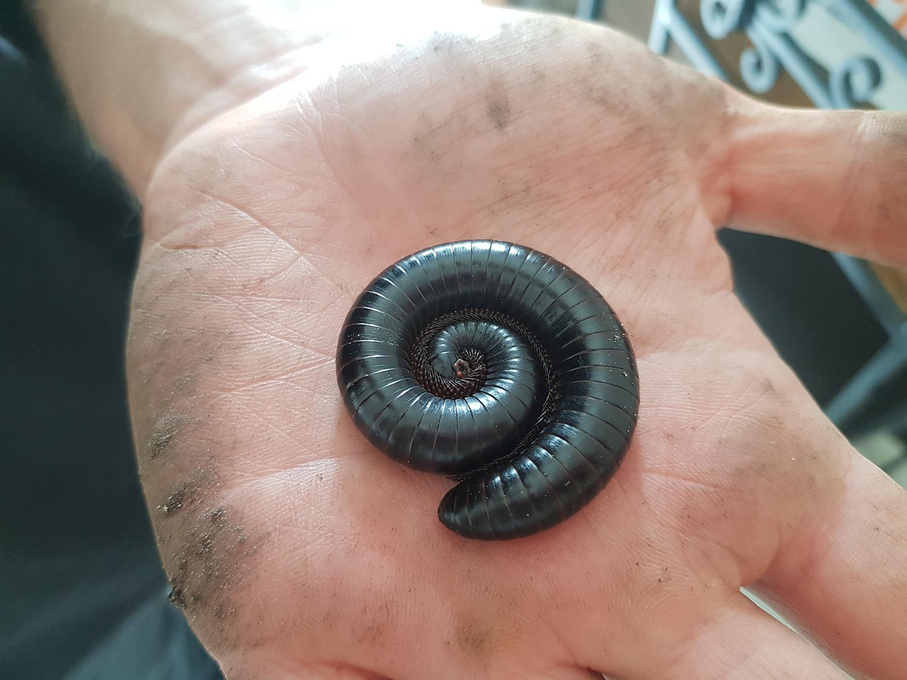 Worm Millipede Centipede - Free photo on Pixabay