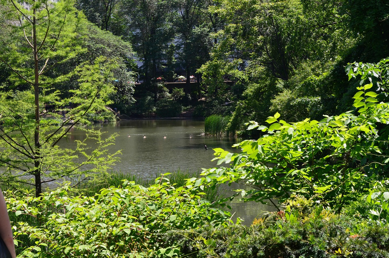 Étang Parc Central New York - Photo gratuite sur Pixabay - Pixabay