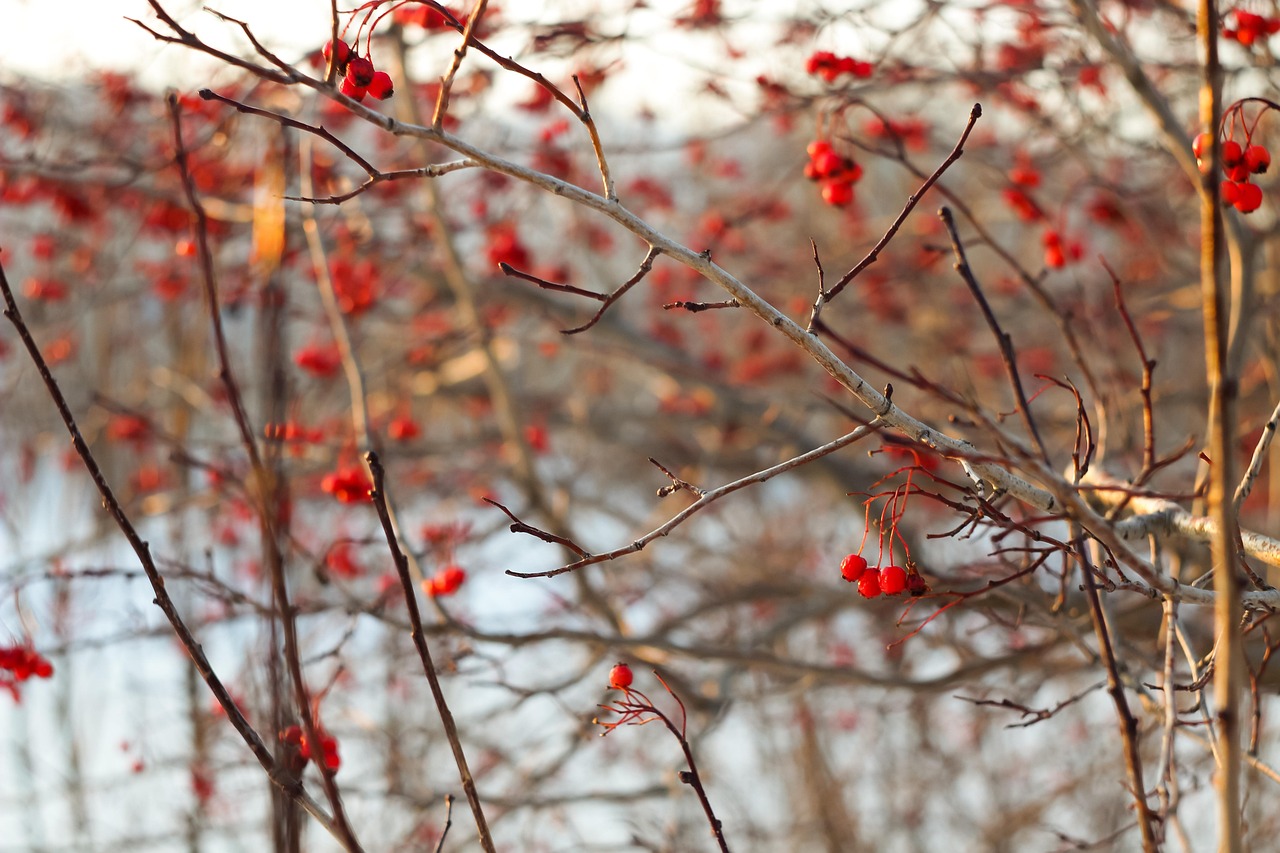 Hawthorn Nature Forest - Free photo on Pixabay