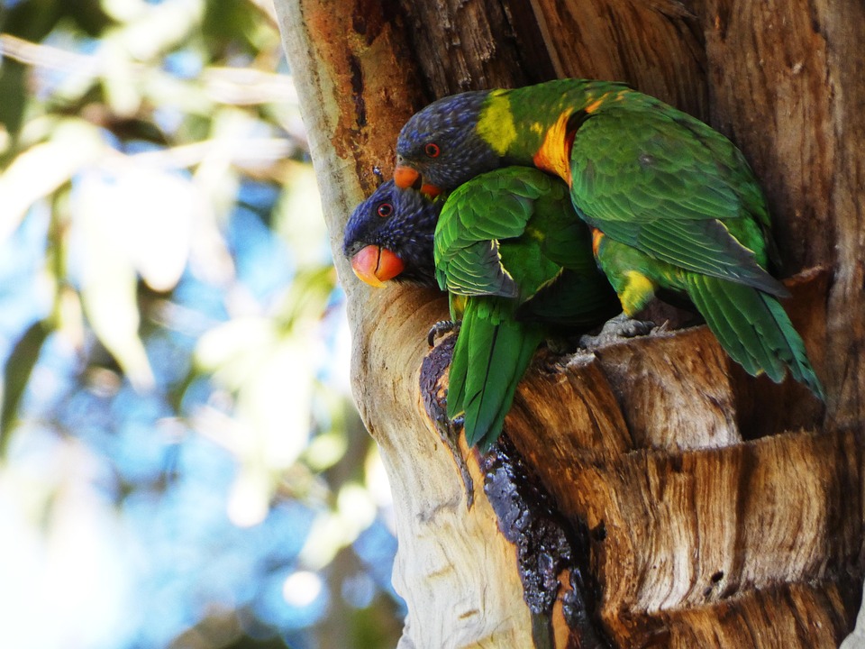 Birds Parrots Animals - Free photo on Pixabay