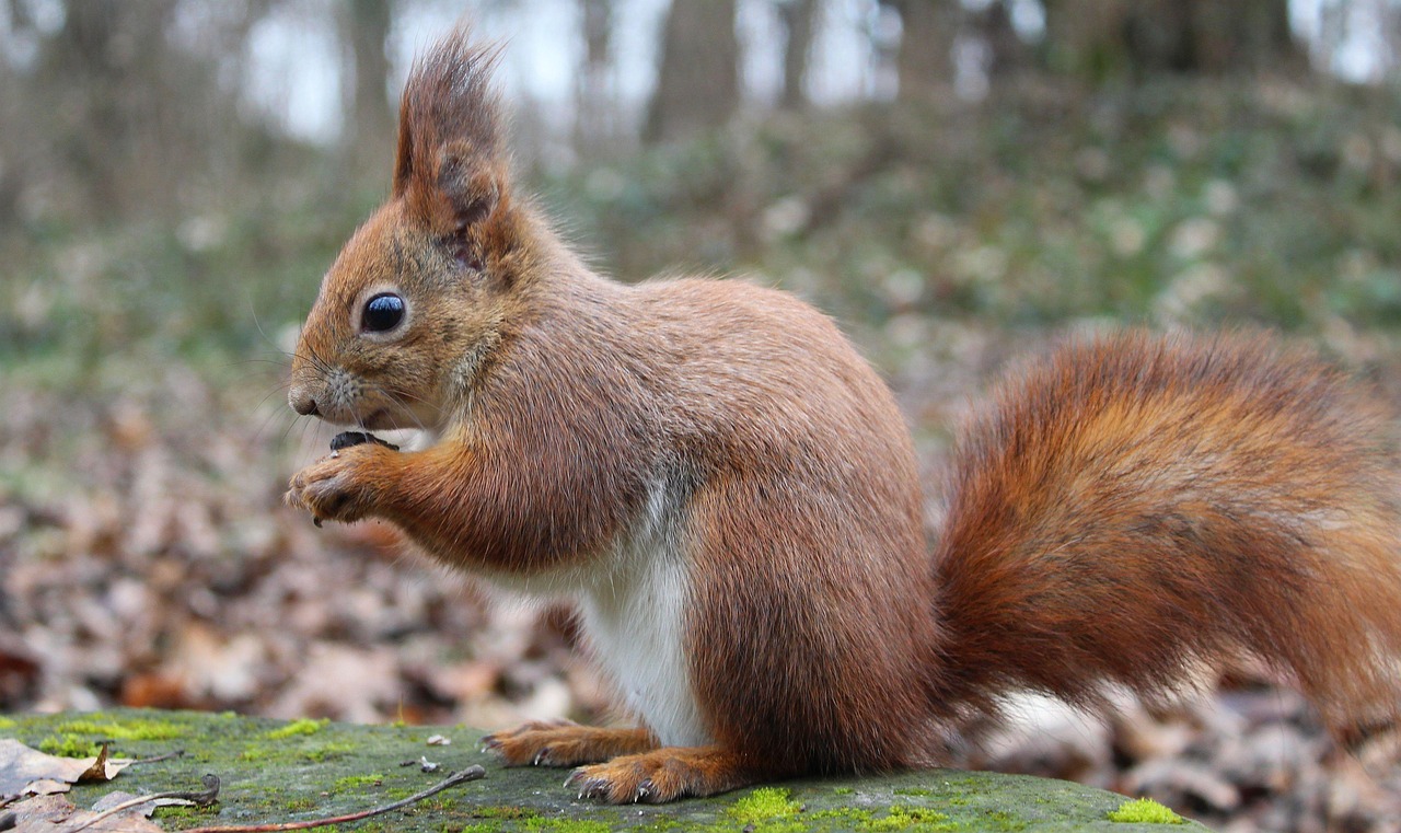 Animal Squirrel Rodent - Free photo on Pixabay - Pixabay