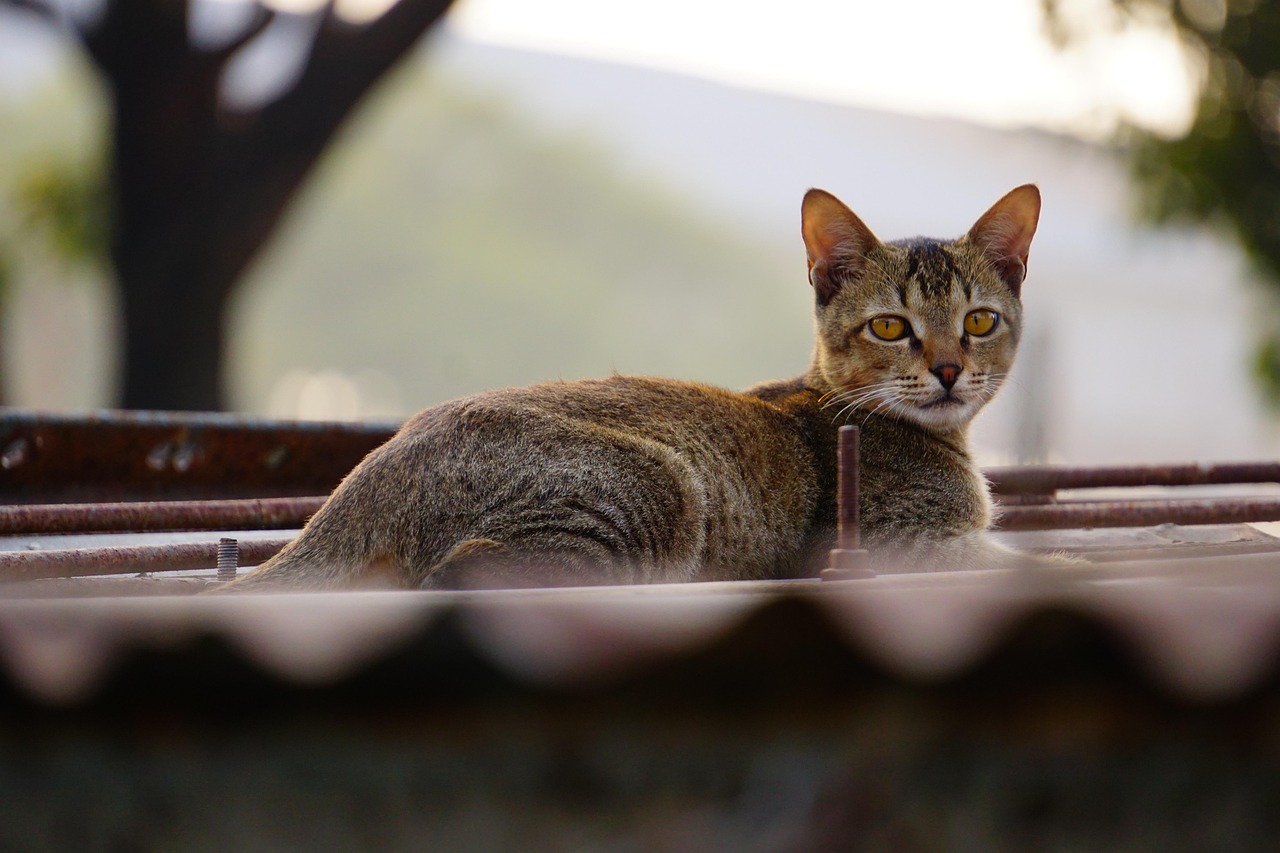 Animal Cat Mammifère - Photo gratuite sur Pixabay - Pixabay