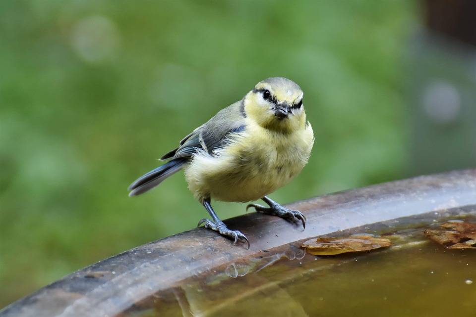 Great Tit Bird - Free photo on Pixabay