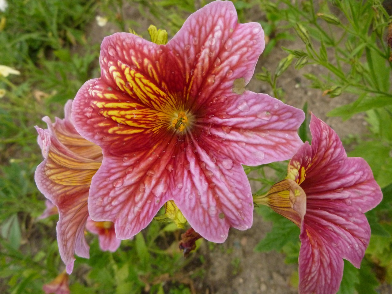 Natur Blumen - Kostenloses Foto auf Pixabay