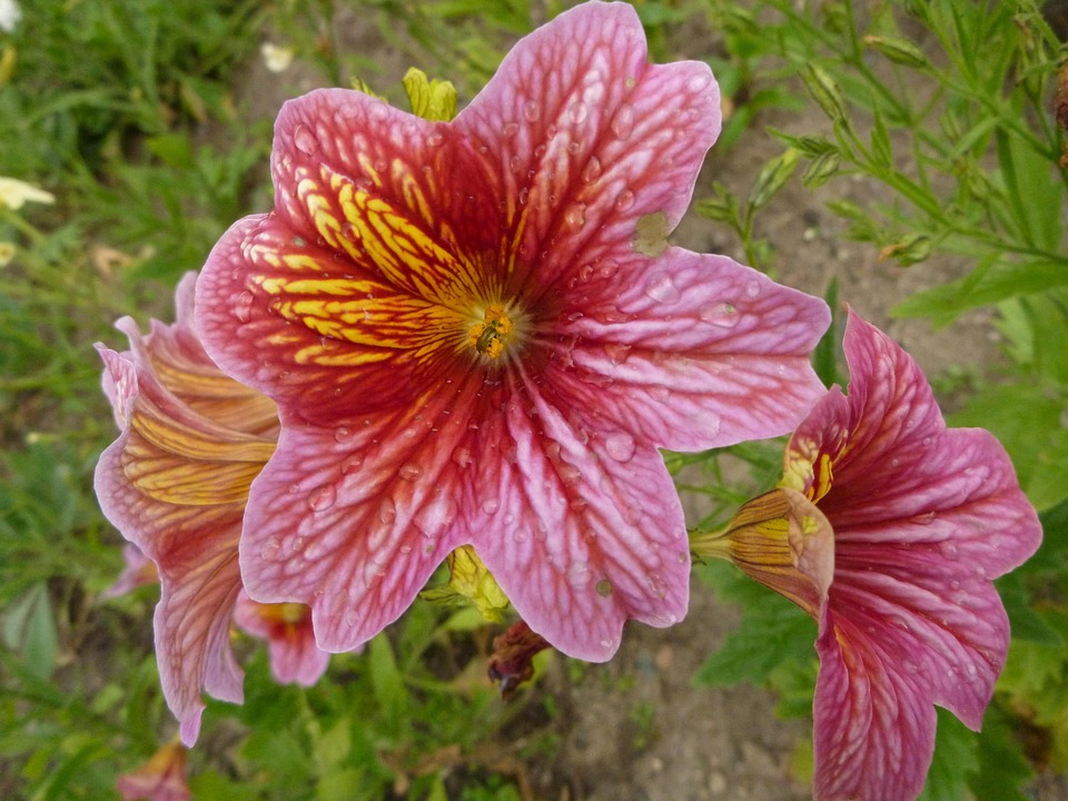 Natur Blumen - Kostenloses Foto auf Pixabay