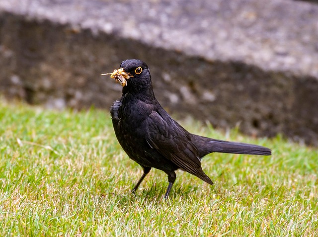 Pájaro Mirlo Ornitología - Foto gratis en Pixabay - Pixabay