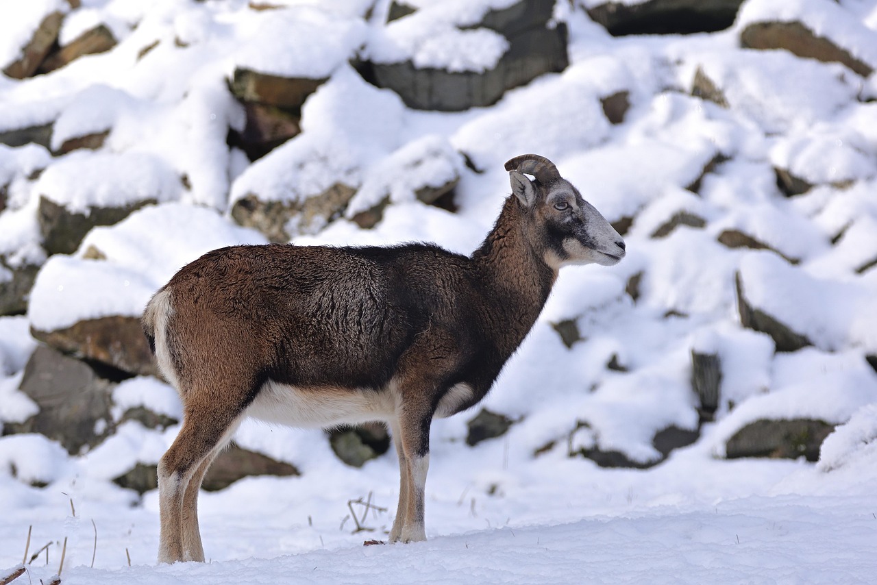Animal Mammal Mouflon - Free photo on Pixabay