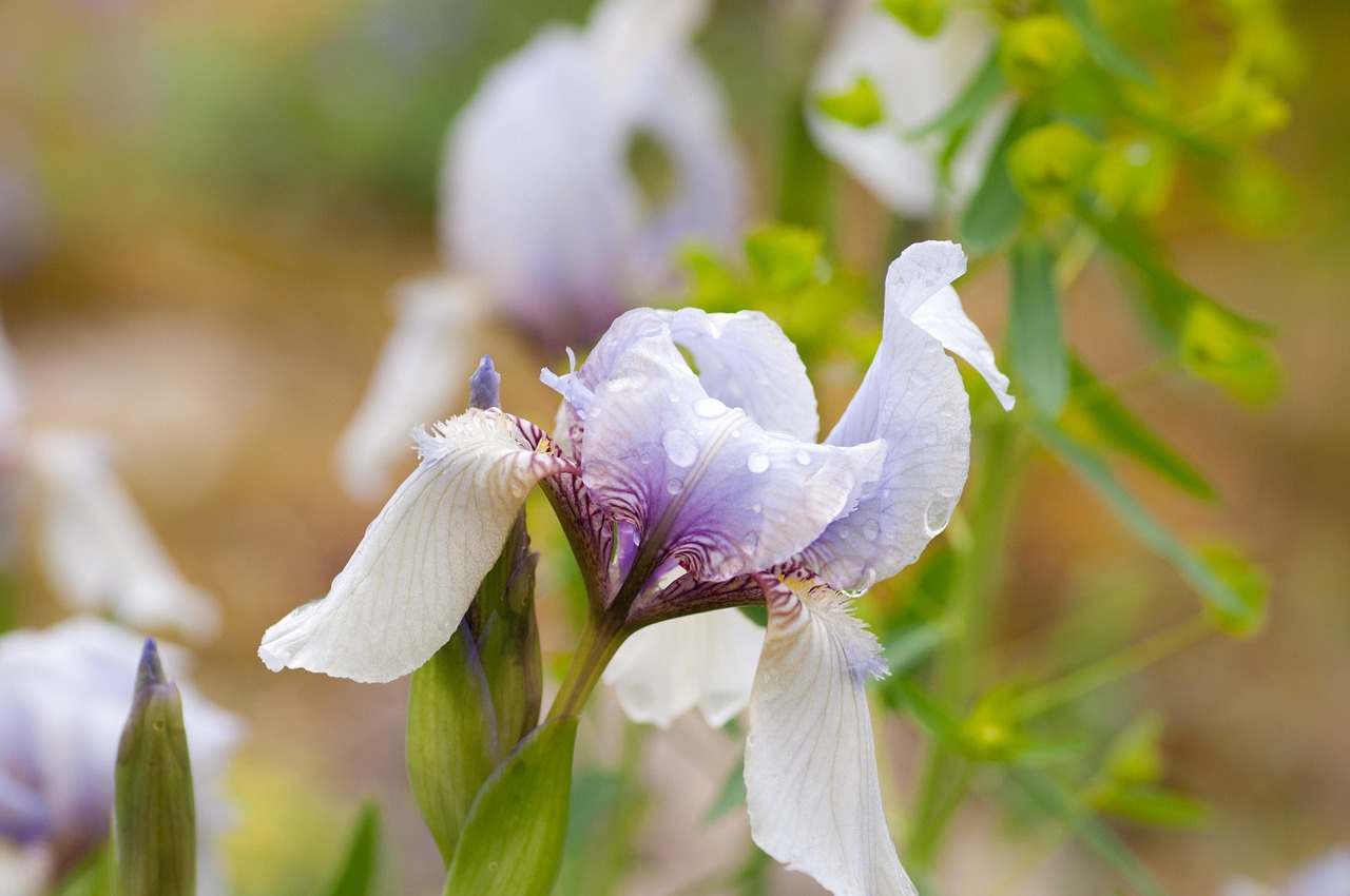 Flor Orquídea Botánica - Foto gratis en Pixabay