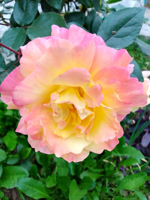 Belle Rose Multicolore Jaune Et - Photo gratuite sur Pixabay - Pixabay