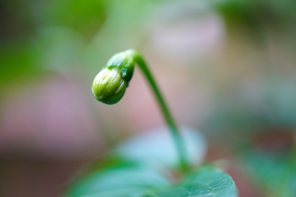 Chillie Flower Bud - Free photo on Pixabay
