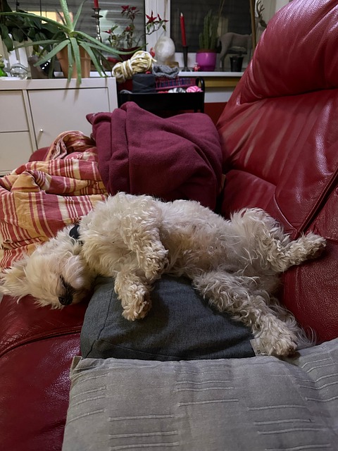Maltais Chien - Photo gratuite sur Pixabay - Pixabay