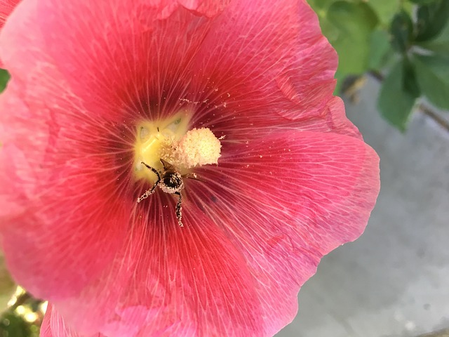 Bee Bumblebee Insects - Free photo on Pixabay - Pixabay