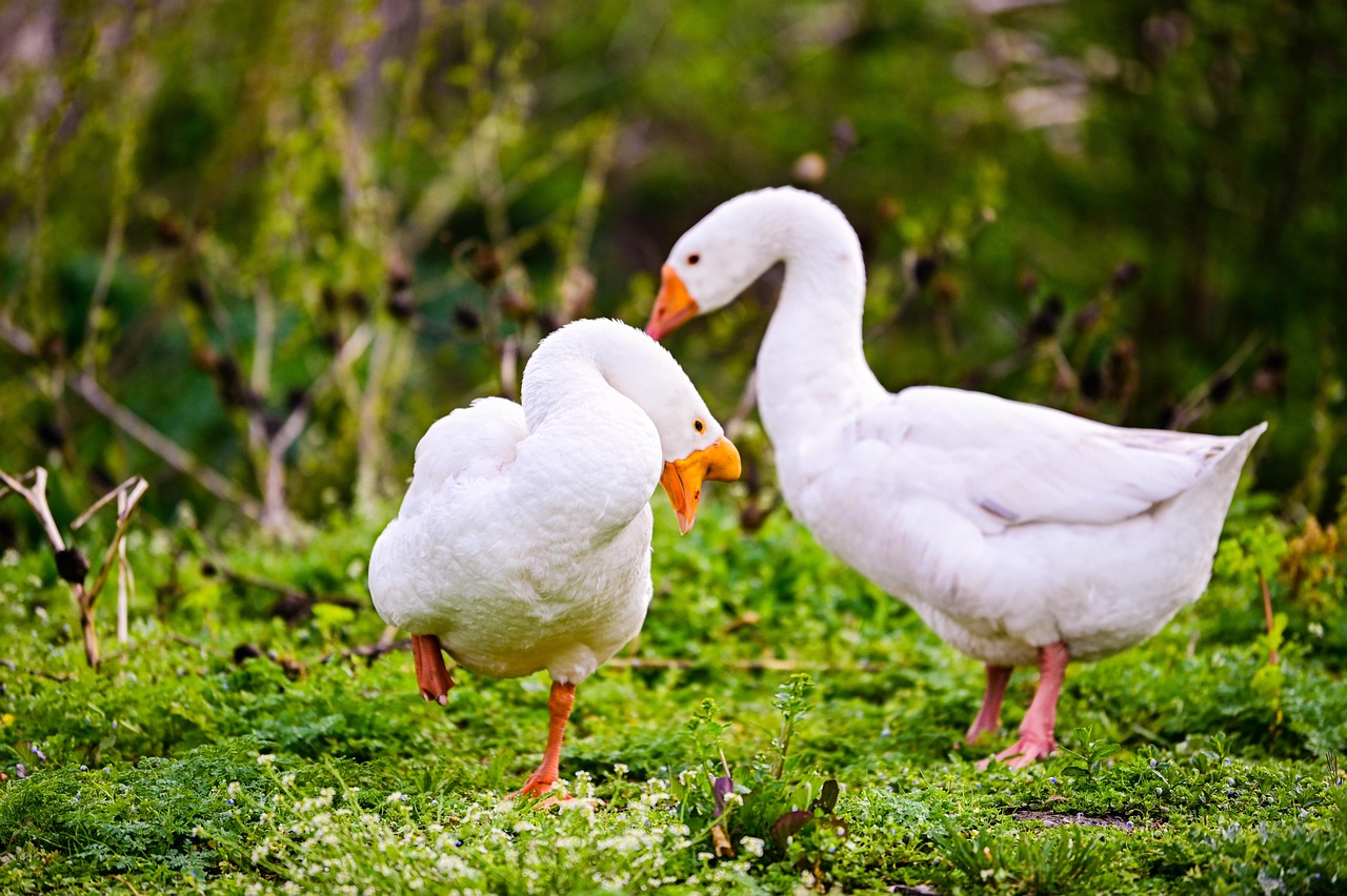 Birds Ornithology Geese - Free photo on Pixabay - Pixabay