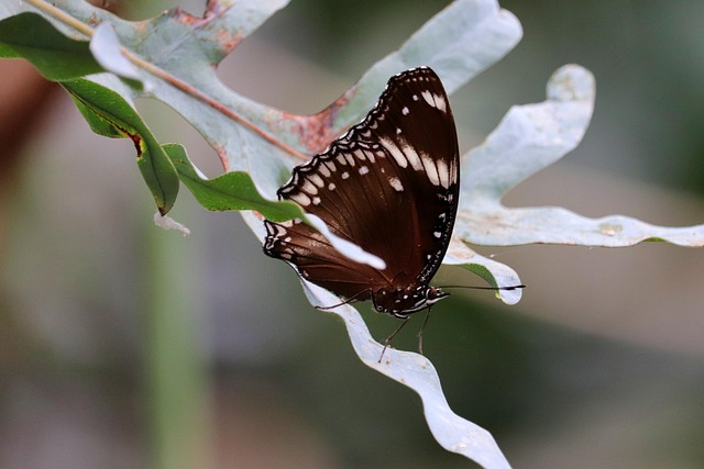40,000+ Free Тигрова Млечна Пеперуда & Butterfly Images - Pixabay