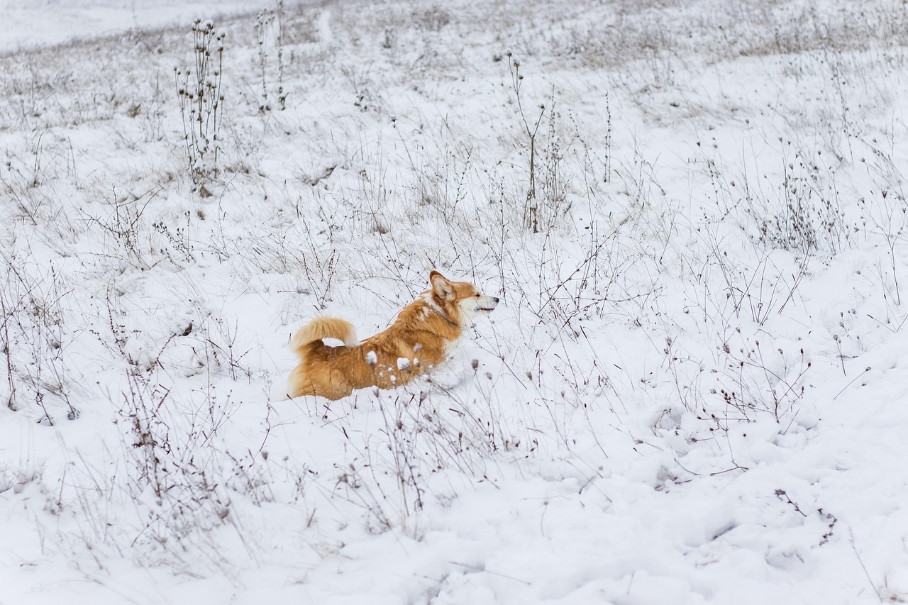 Corgi Gales De Pembroke Nieve - Foto gratis en Pixabay - Pixabay