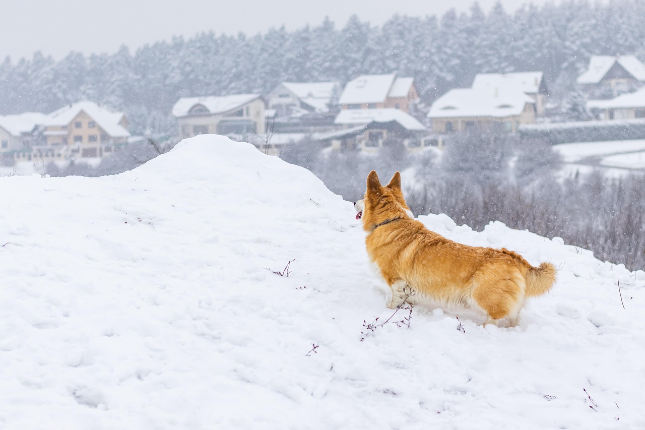 Pembroke Welsh Corgi Snow Winter - Free photo on Pixabay - Pixabay