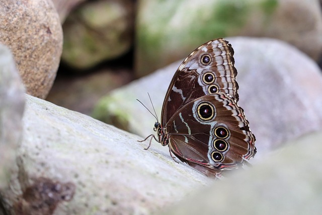 Papillon Banane Insecte - Photo gratuite sur Pixabay