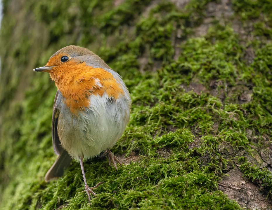 La Nature Oiseau Rouge-Gorge - Photo gratuite sur Pixabay - Pixabay