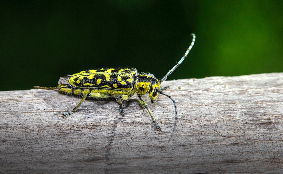 Longhorn Beetle Insect - Free photo on Pixabay