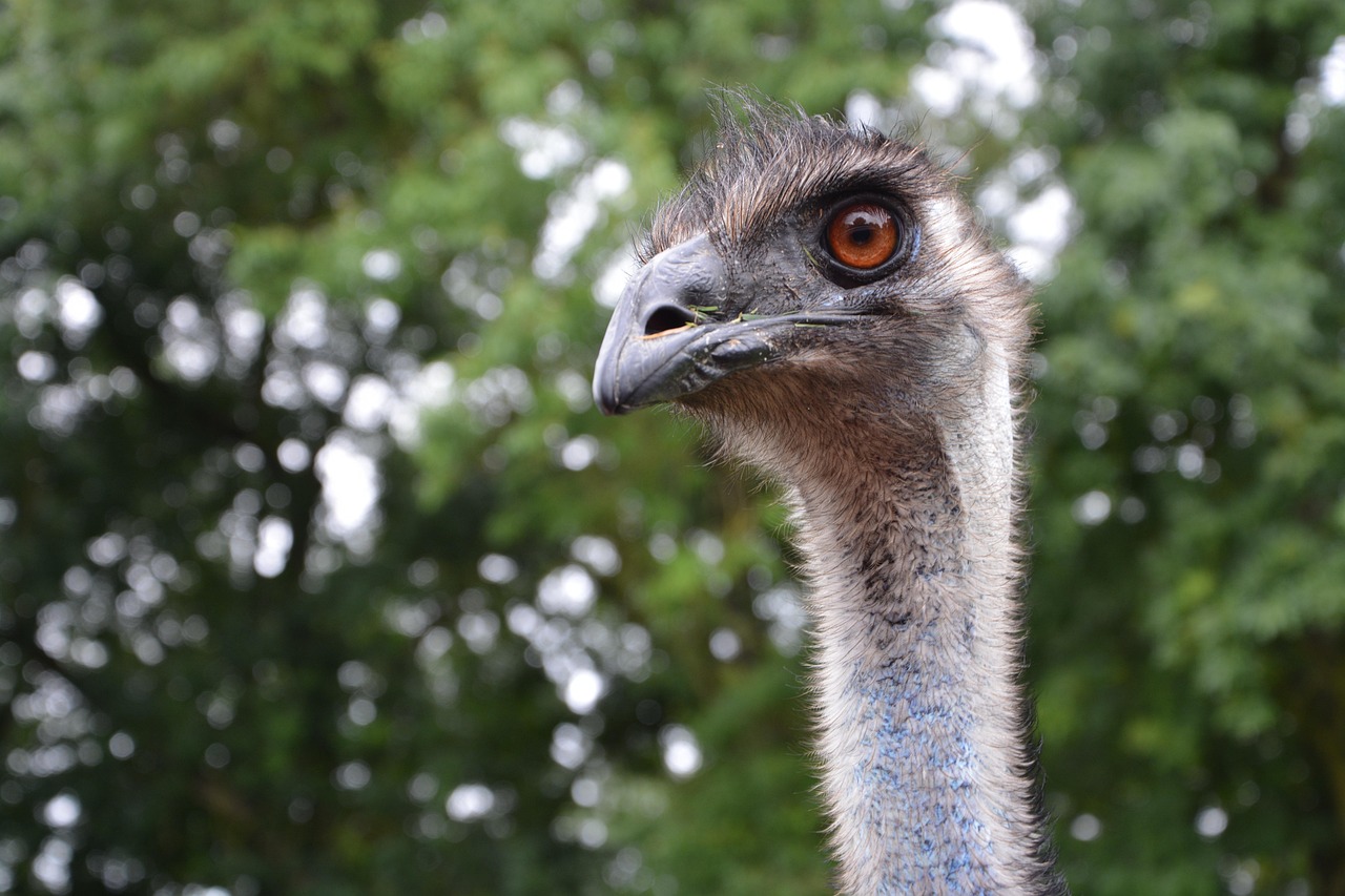300+ Free Emu & Nature Images - Pixabay