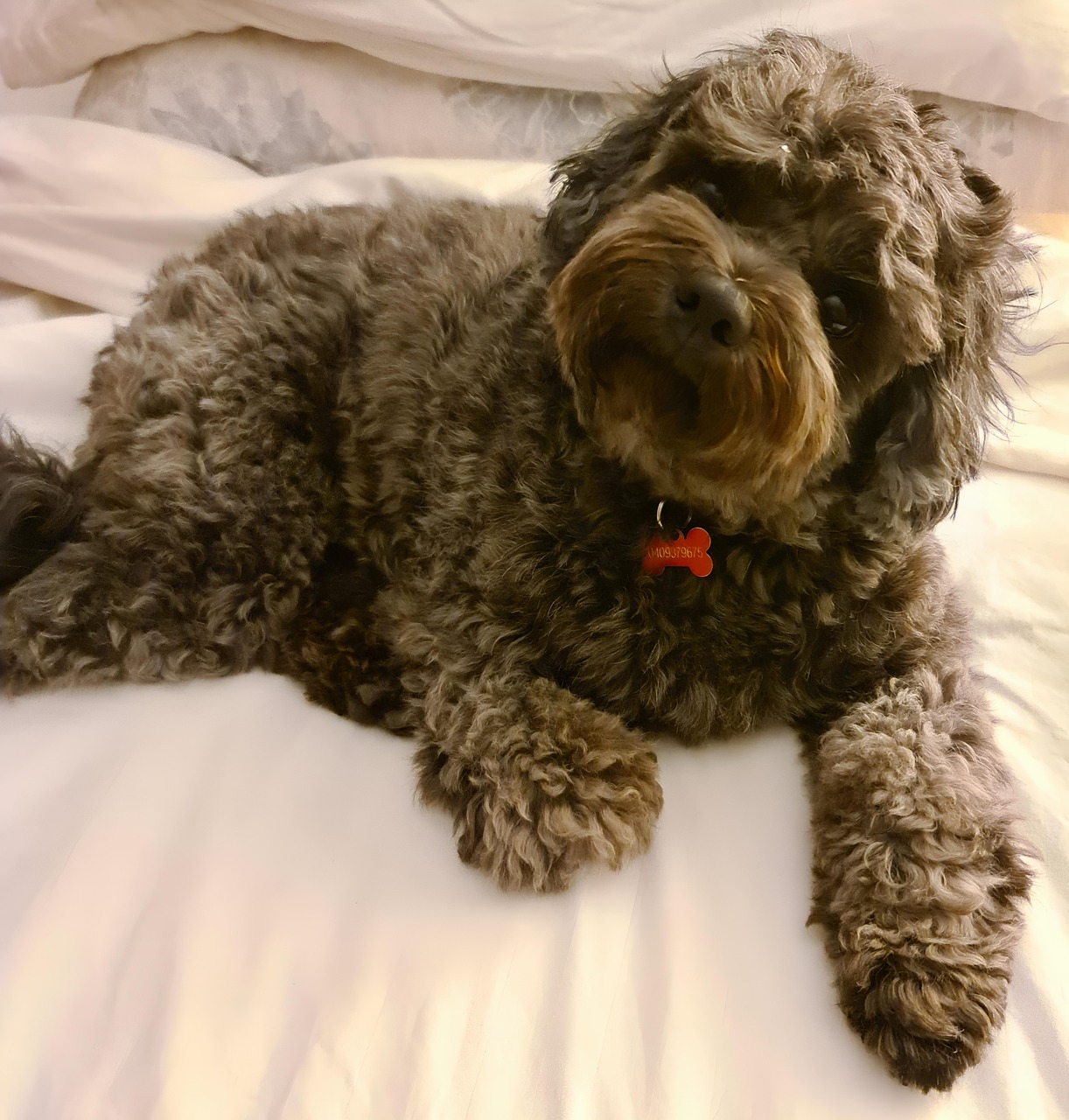 Cavoodle Cavapoo Chien Le - Photo gratuite sur Pixabay - Pixabay