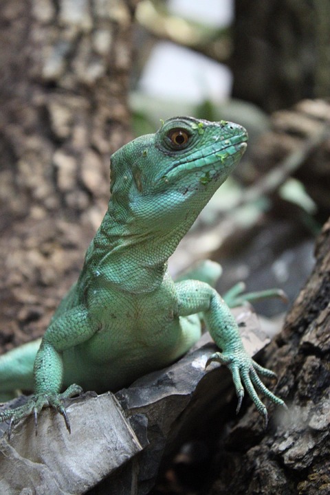 Reptile Zoo Animal - Free photo on Pixabay - Pixabay