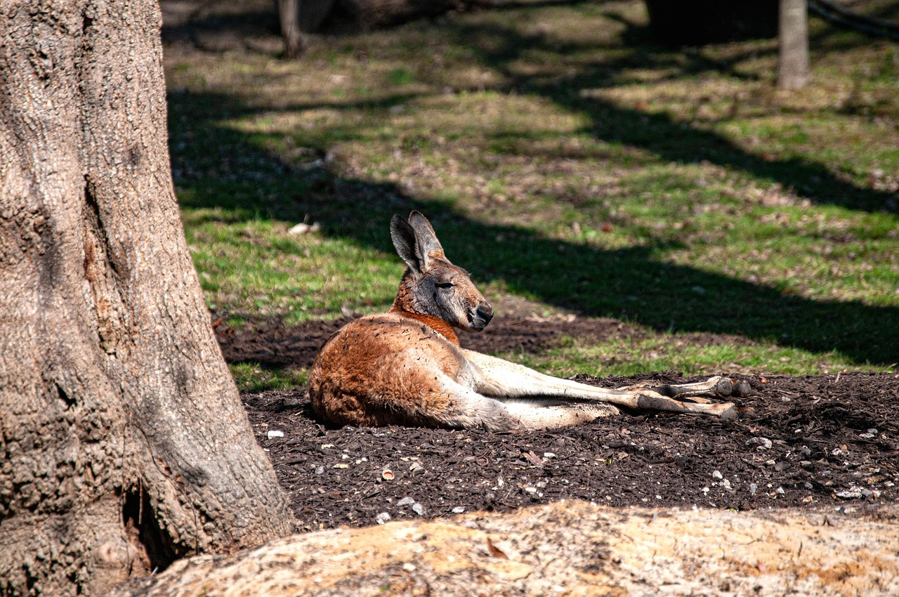 Canguru Animal Natureza Jardim - Foto gratuita no Pixabay - Pixabay