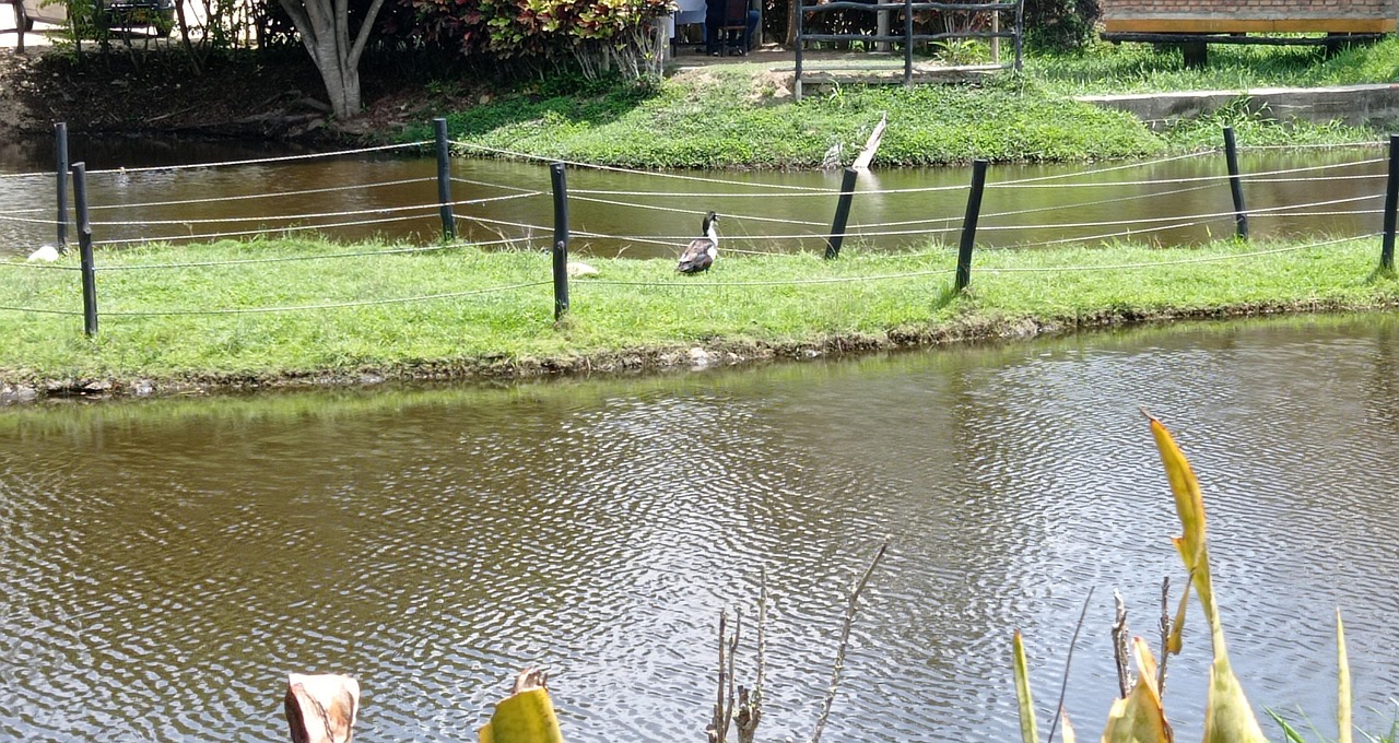 Duck Forest Animal - Free photo on Pixabay - Pixabay